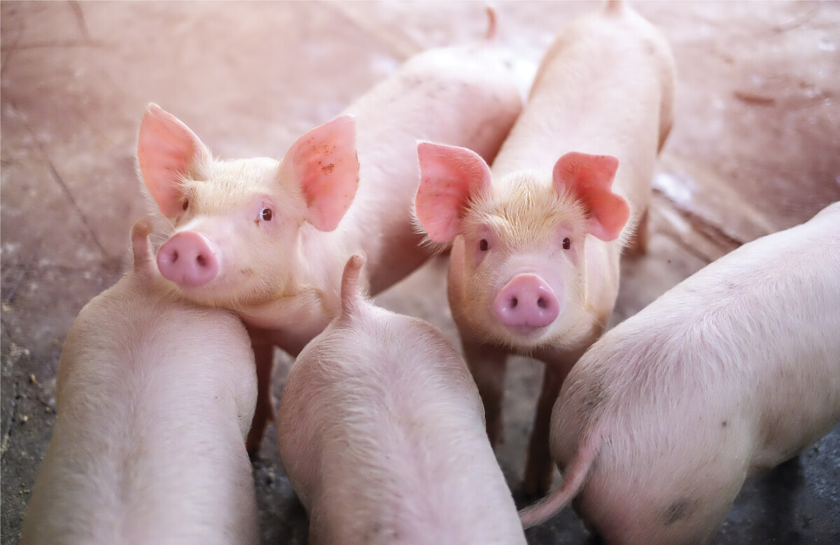 Poultry, Meat and Fish Processing - CleanTek Water Solutions