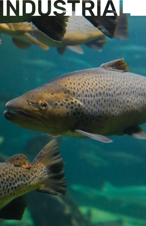 Rotary Drum Screen, Fine, MBR & Wastewater Screens